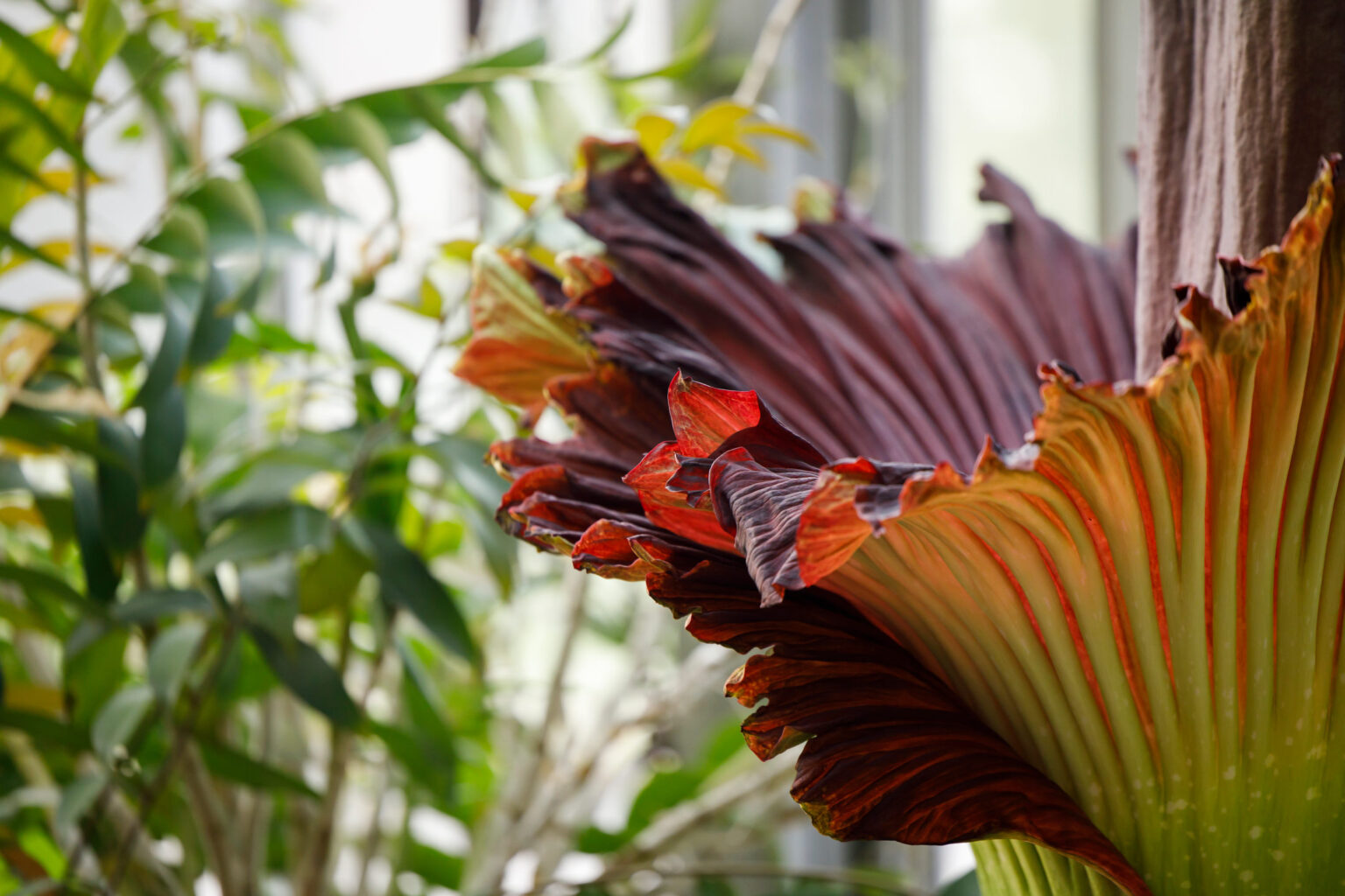 Corpse Flower blooms at Indiana University - James Brosher Photography