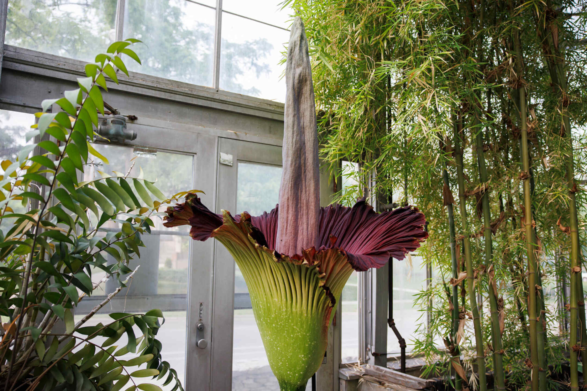 Corpse Flower blooms at Indiana University - James Brosher Photography