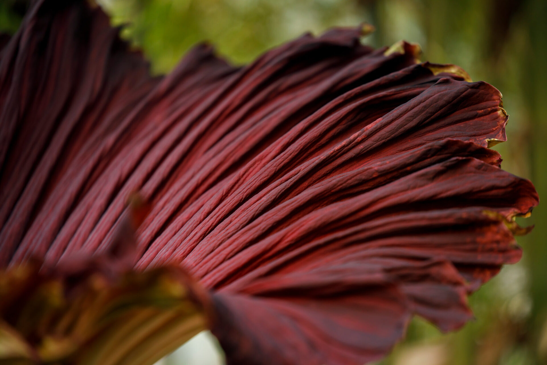 Corpse Flower blooms at Indiana University - James Brosher Photography
